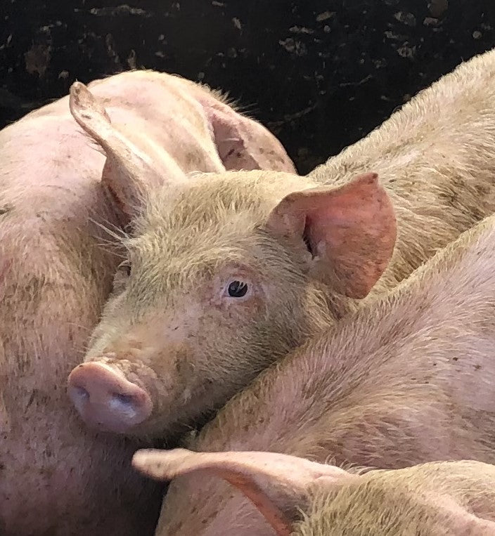 PIG FEED – Riverside Feed and Seed