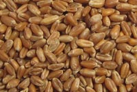 FEED WHEAT AG 50# – Riverside Feed and Seed