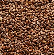 ROASTED WHEAT 50# – Riverside Feed and Seed
